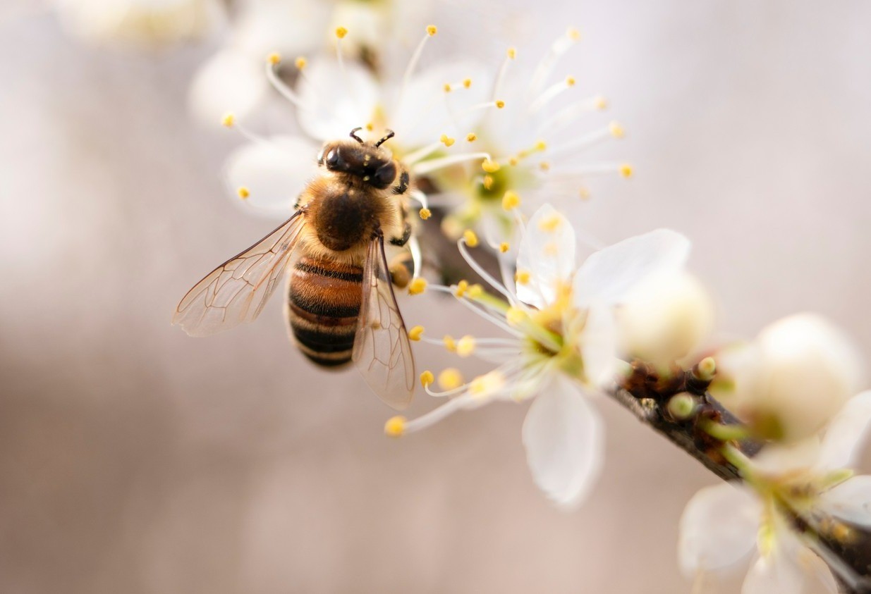 Engineering Bees: Building an Air Conditioner for the Hive ...